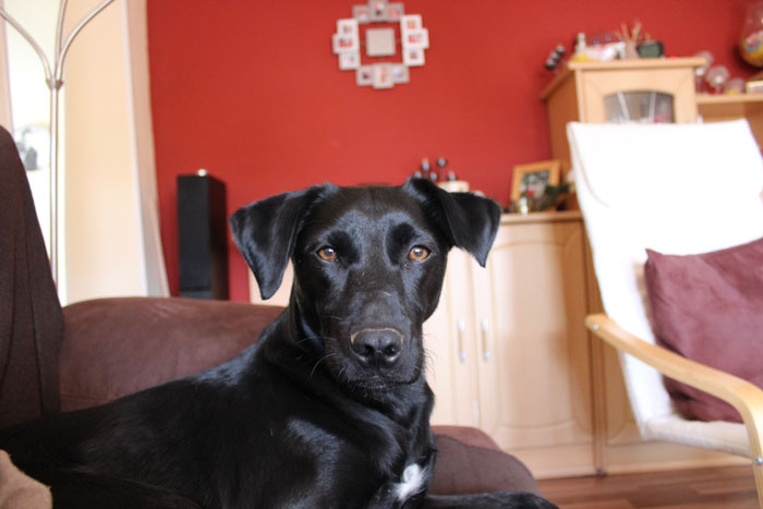 Tom (Labrador, Pinscher) | Mischling - Mix