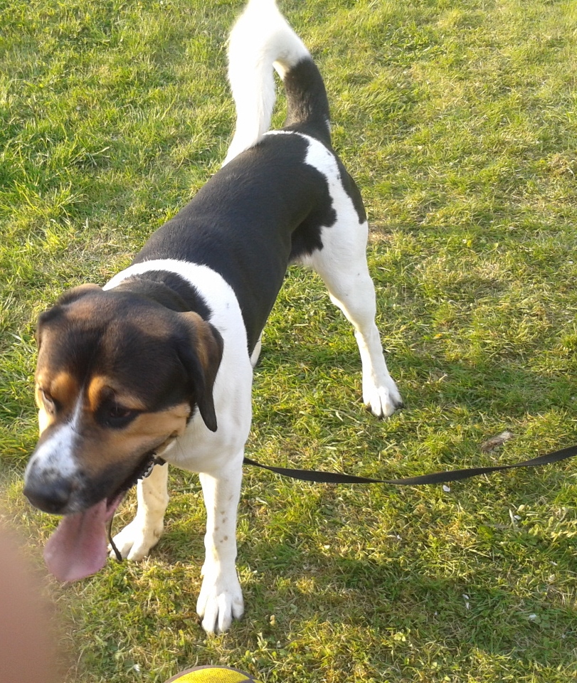 Timon (Labrador, Malinois, Münsterländer, Rhodesian Ridgeback ...