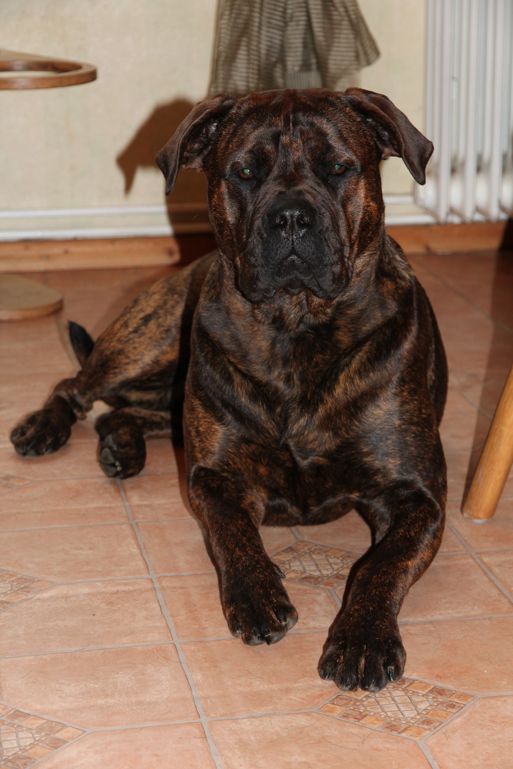 Amykind (Bullmastiff, Rottweiler) | Mischling - Mix