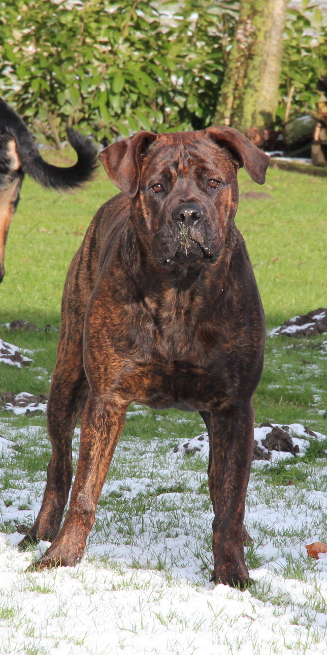 Amykind (Bullmastiff, Rottweiler) | Mischling - Mix
